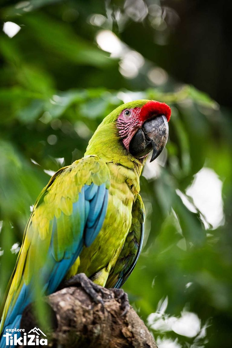 Guide to Spotting Macaws in Costa Rica - Costa Rica Travel Blog and ...